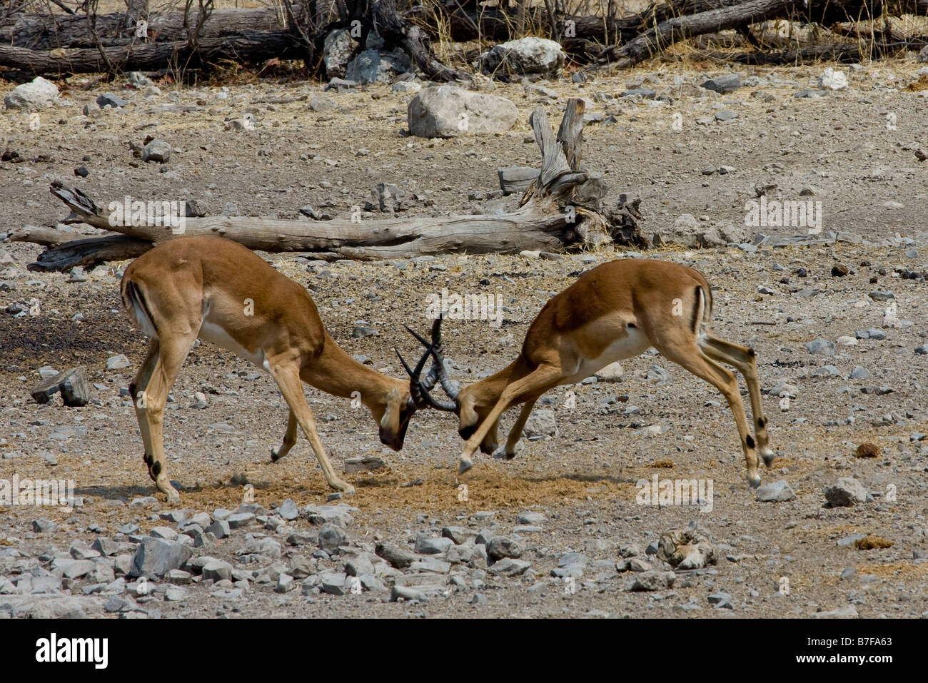 Male fighting hi-res stock photography and images - Alamy