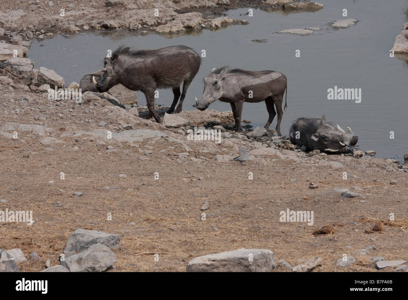 three warthogs at water hole Stock Photo - Alamy