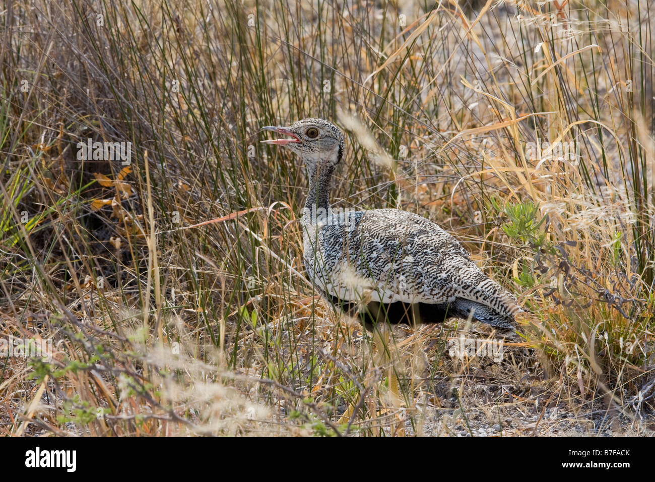 red crested korhan Stock Photo - Alamy
