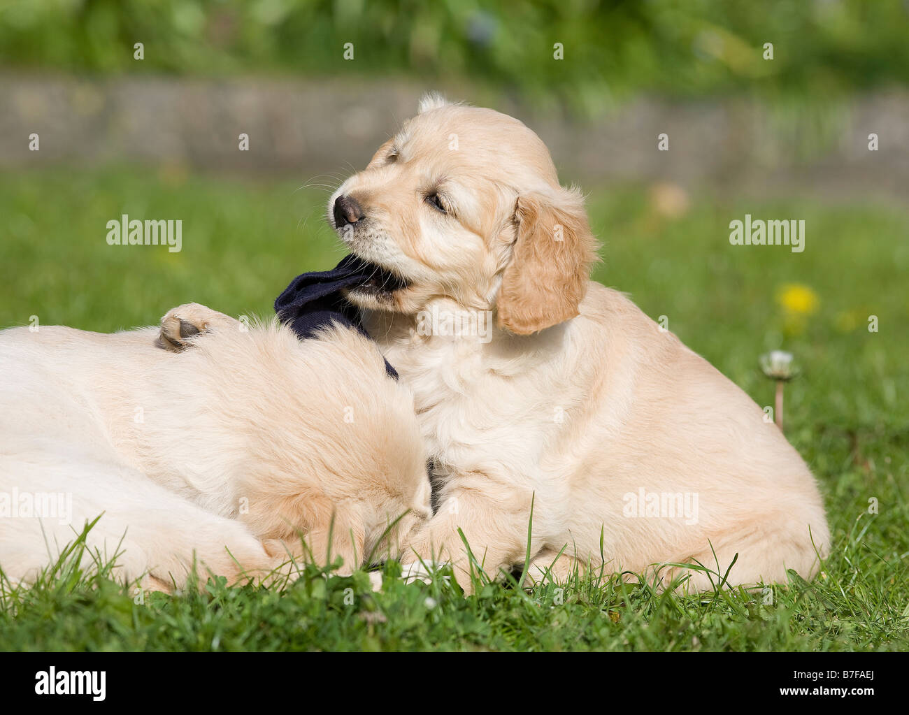 Golden Retriever female puppy 7 weeks old Yorkbeach Golden Sandbank ...