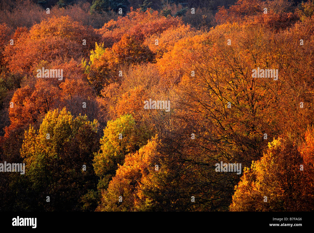 AUTUMN FOREST OF COMPIEGNE OISE PICARDY FRANCE Stock Photo - Alamy