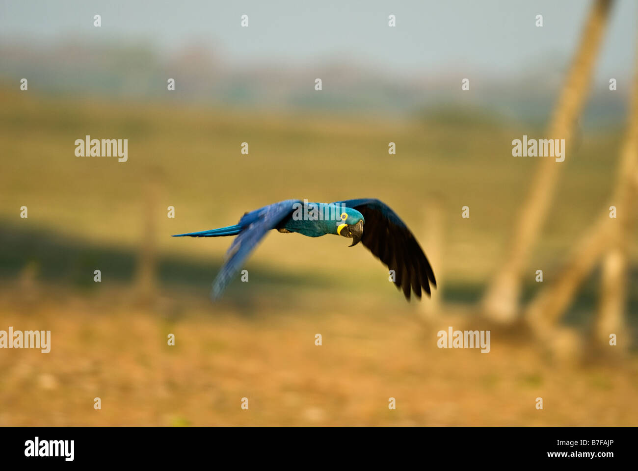 hyacinth macaw Anodorhynchus hyacinthinus in flight Stock Photo - Alamy