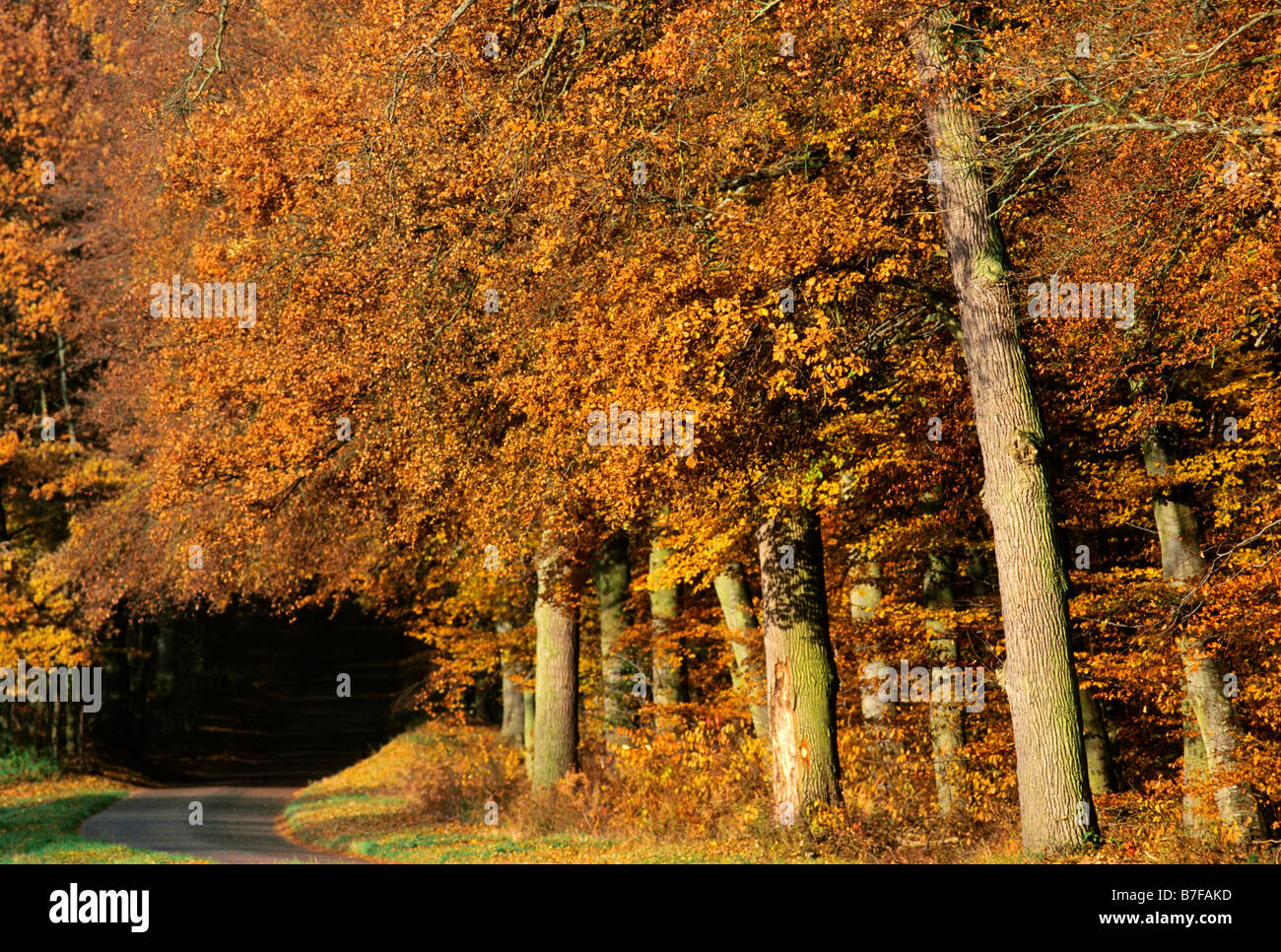 AUTUMN FOREST OF COMPIEGNE OISE PICARDY FRANCE Stock Photo - Alamy