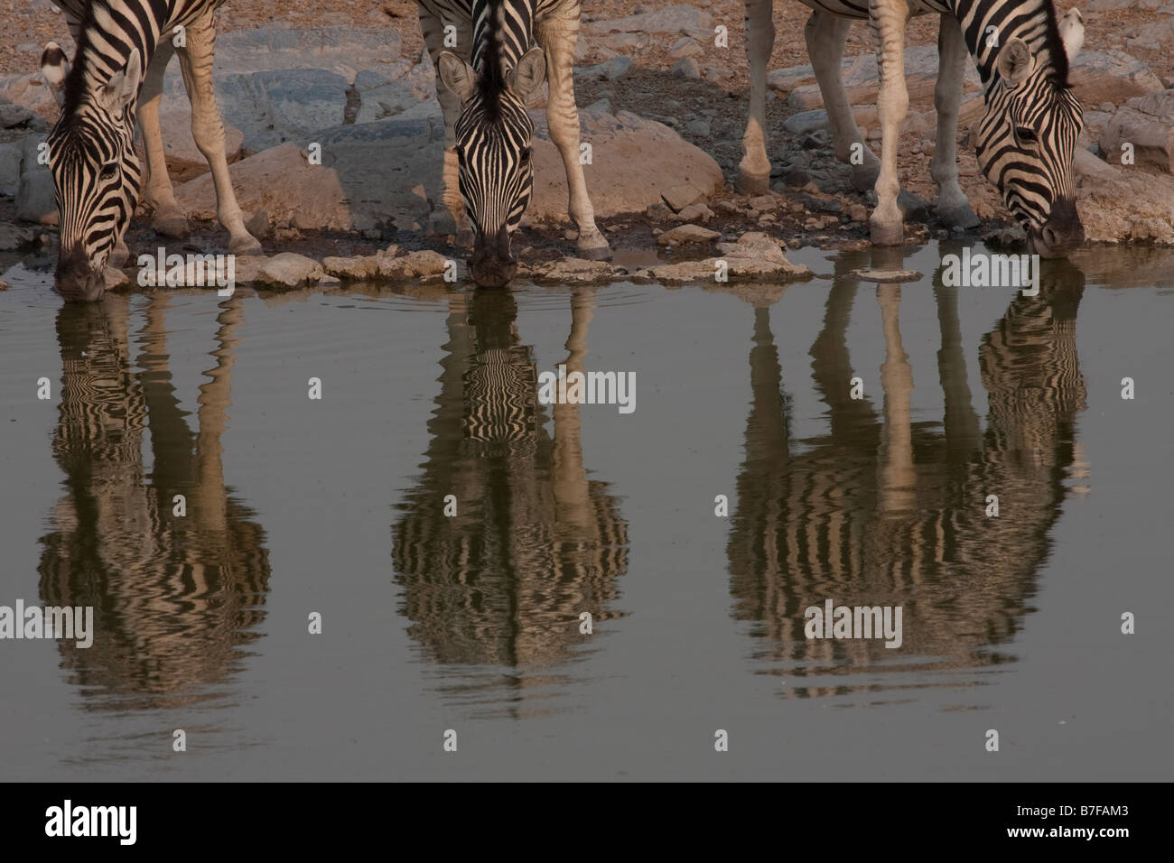 Zebra reflections hi-res stock photography and images - Alamy