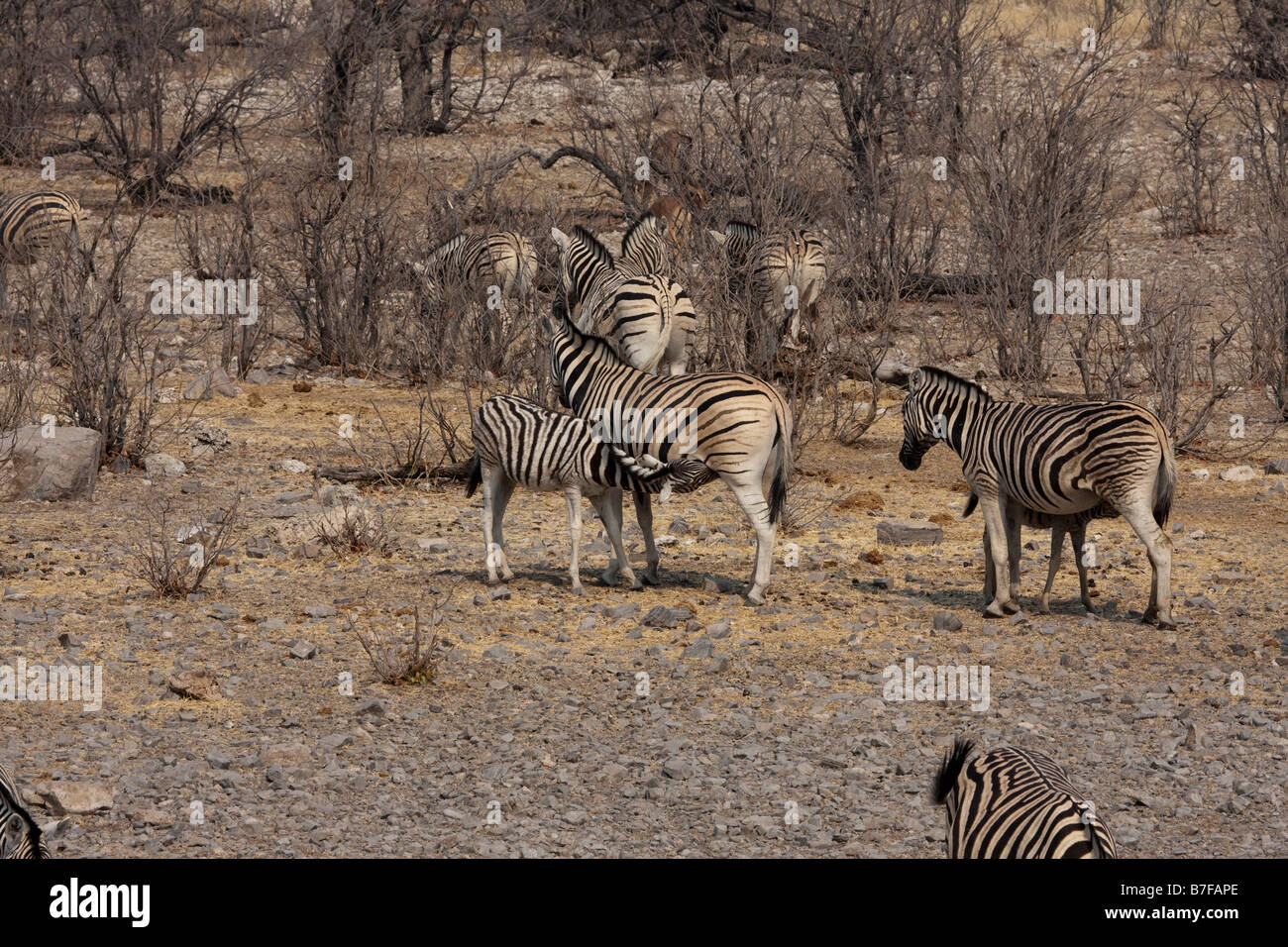 Zebra calf hi-res stock photography and images - Alamy