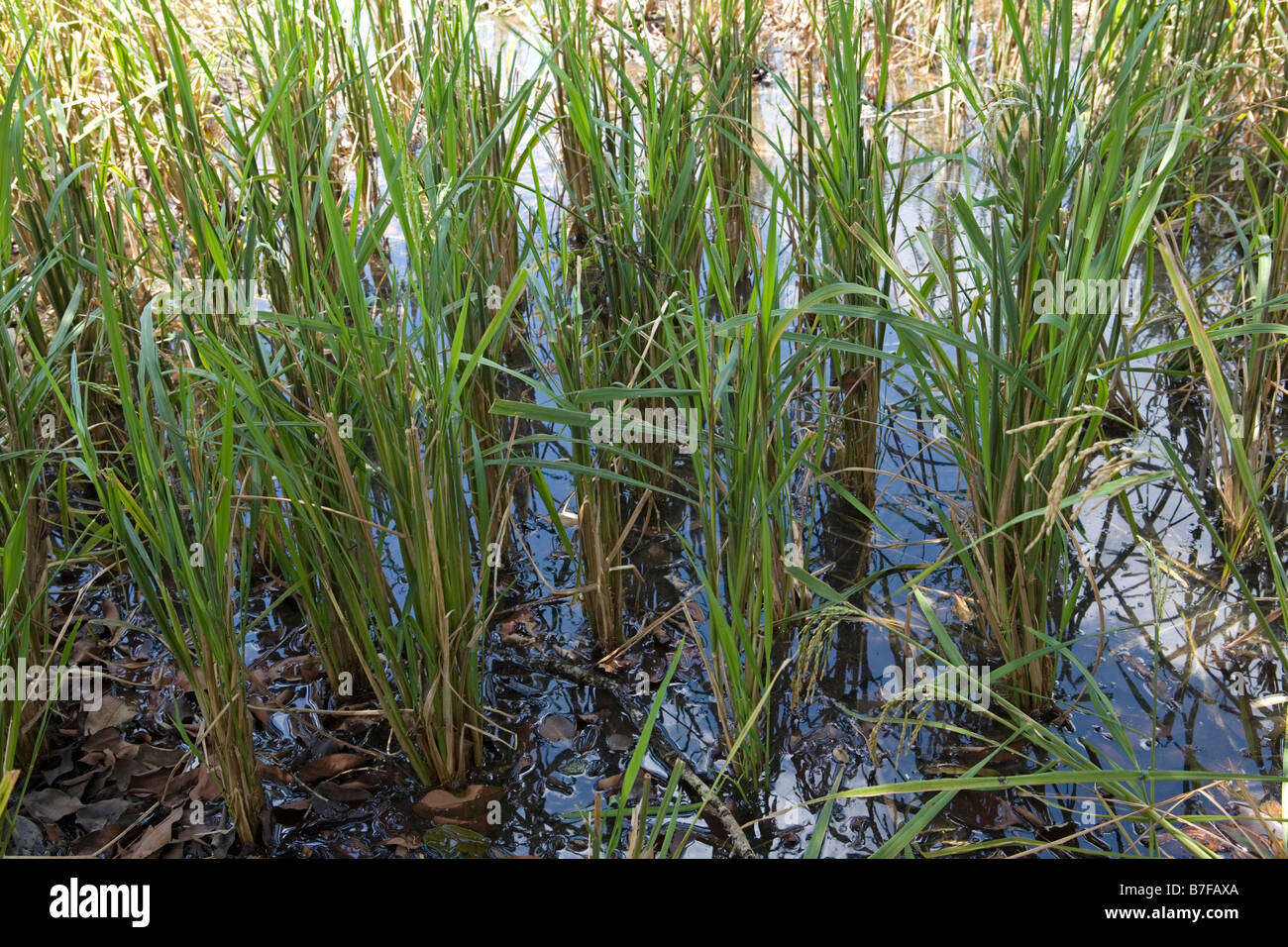Paddy field or Padi Sawah in Perak, Malaysia Stock Photo - Alamy