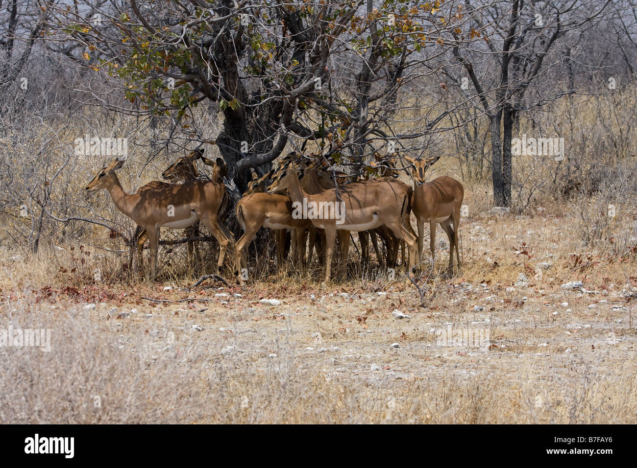 The springbok and the impala hi-res stock photography and images - Alamy