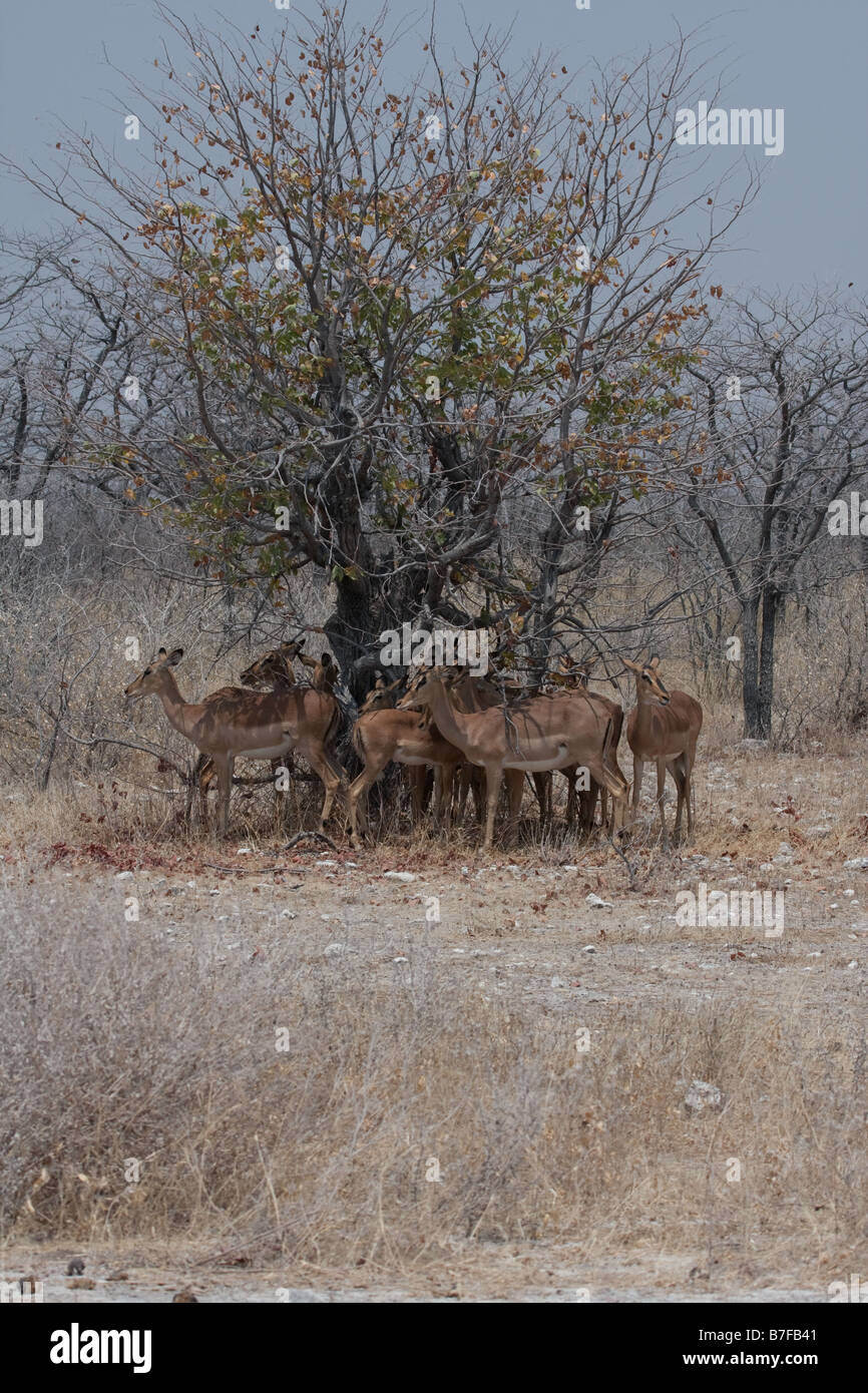 Impala in trees hi-res stock photography and images - Alamy