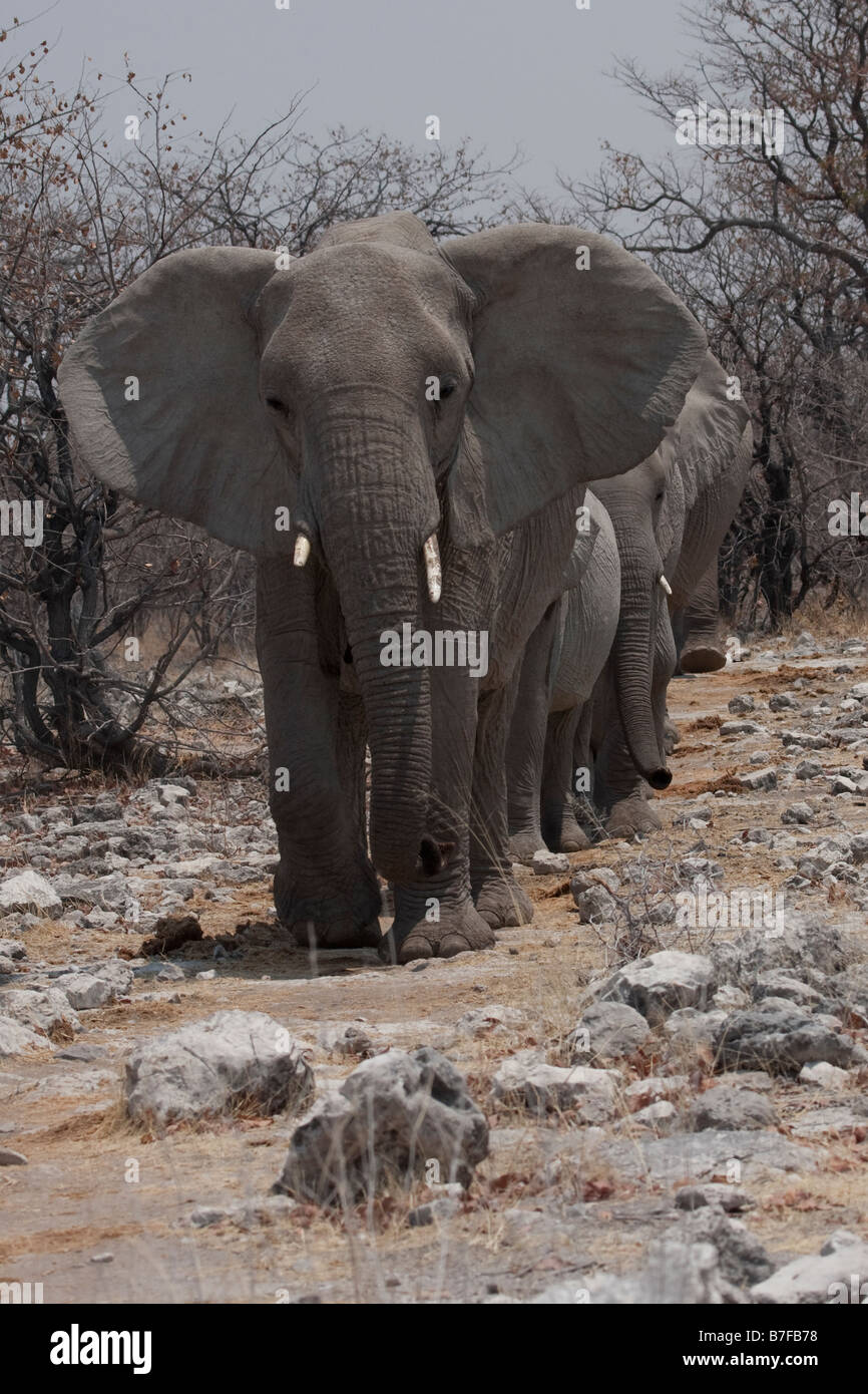 Elephants walking hi-res stock photography and images - Alamy