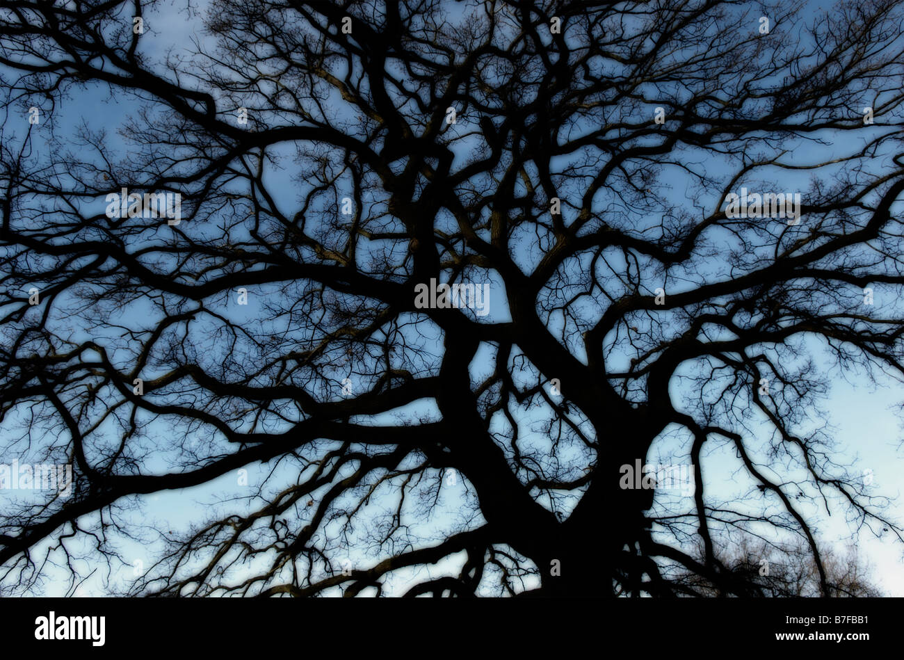 Treetop heaven hi-res stock photography and images - Alamy