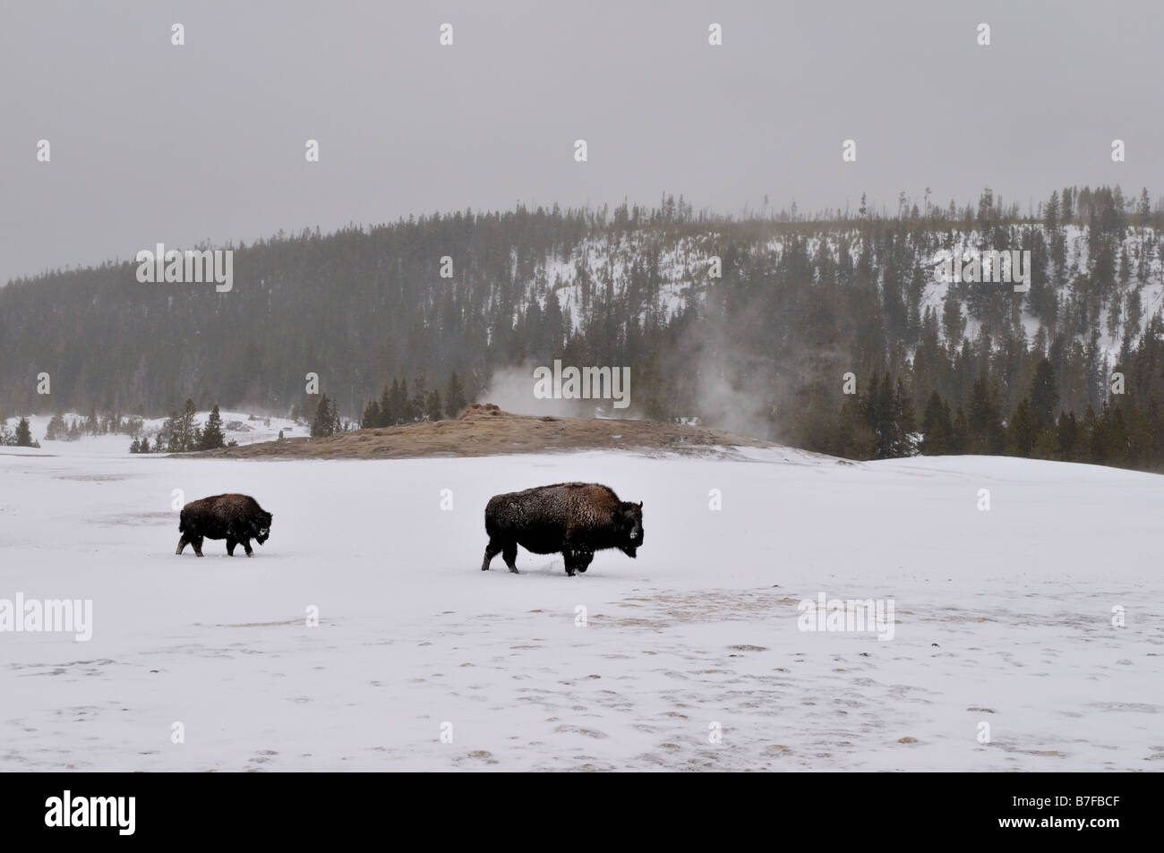 Bison feature hi-res stock photography and images - Alamy