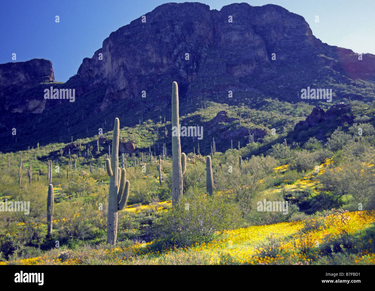 Picacho Peak State Park in Arizona in the USA Stock Photo - Alamy