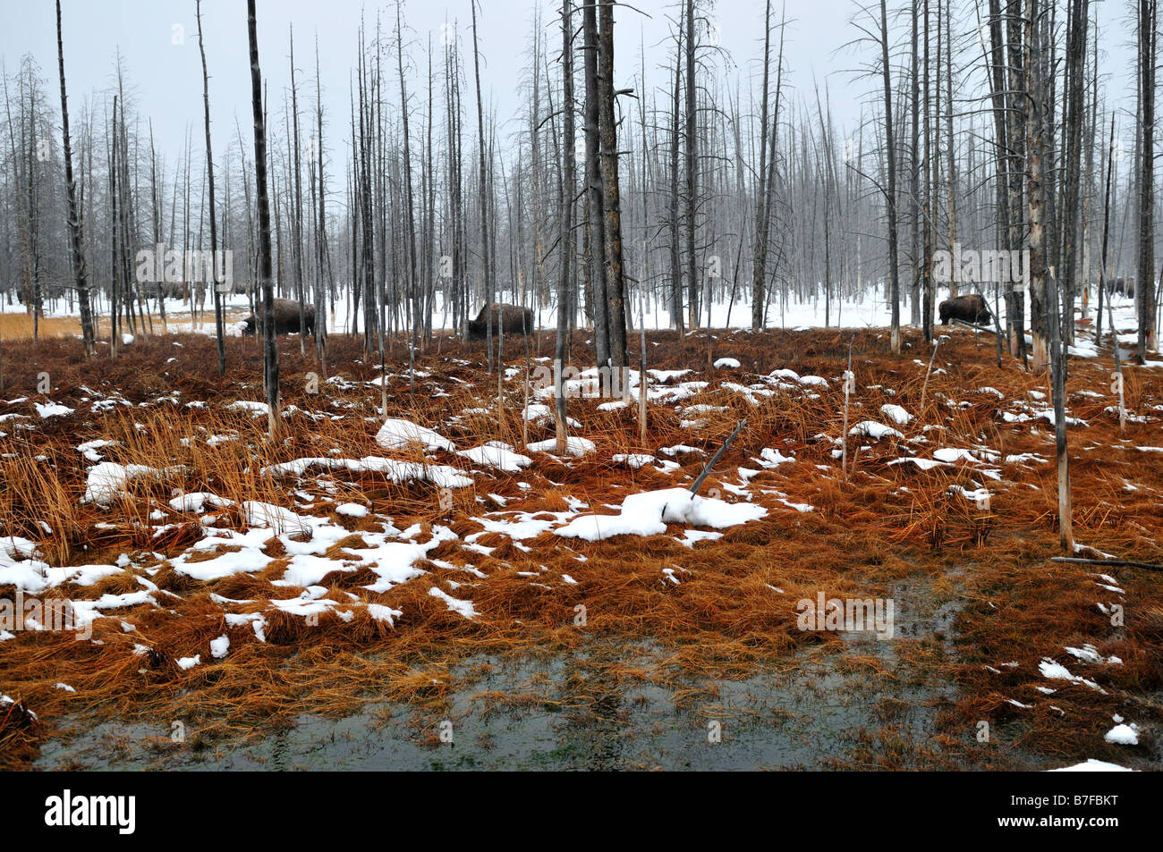 Dead bison hi-res stock photography and images - Alamy