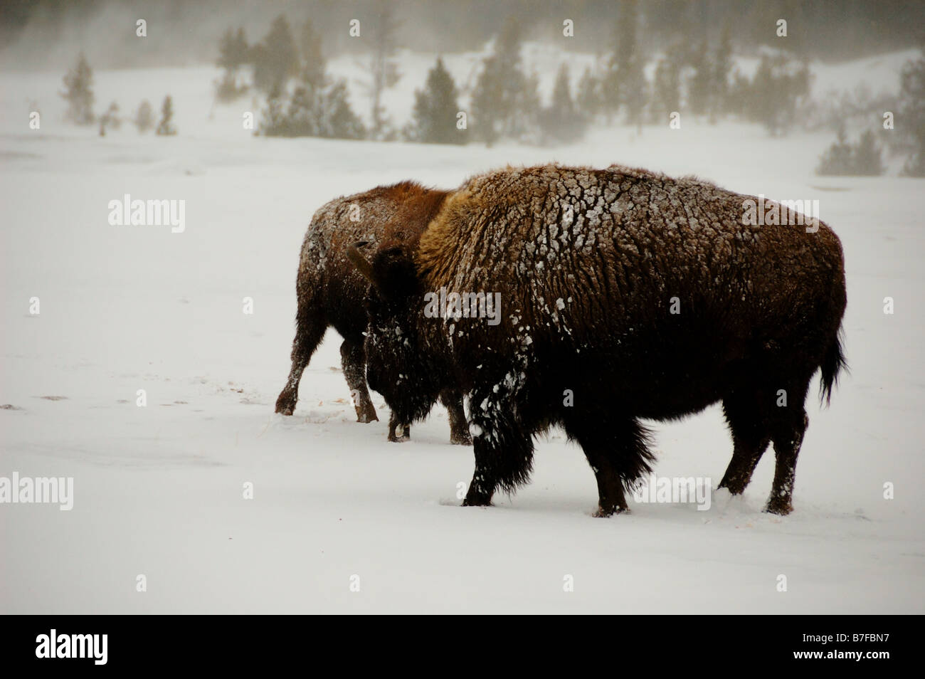 Two american bison yellowstone winter hi-res stock photography and ...