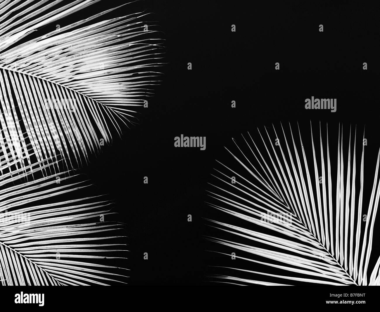 Inverted palm trees in sky, black background Stock Photo - Alamy
