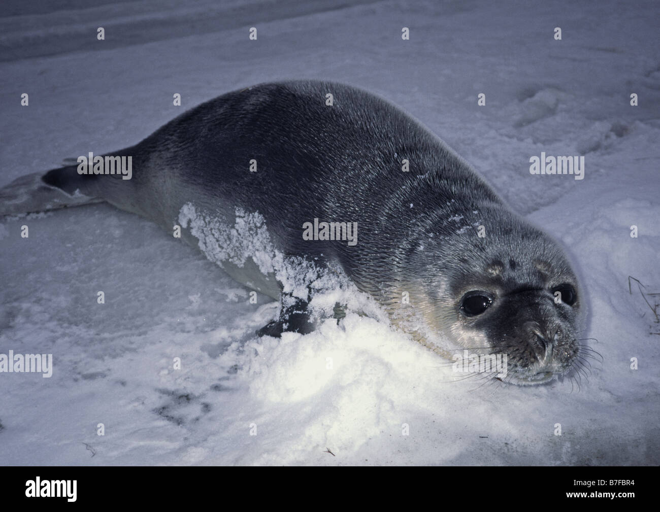 a seal pup on the ice in the arctic Stock Photo - Alamy