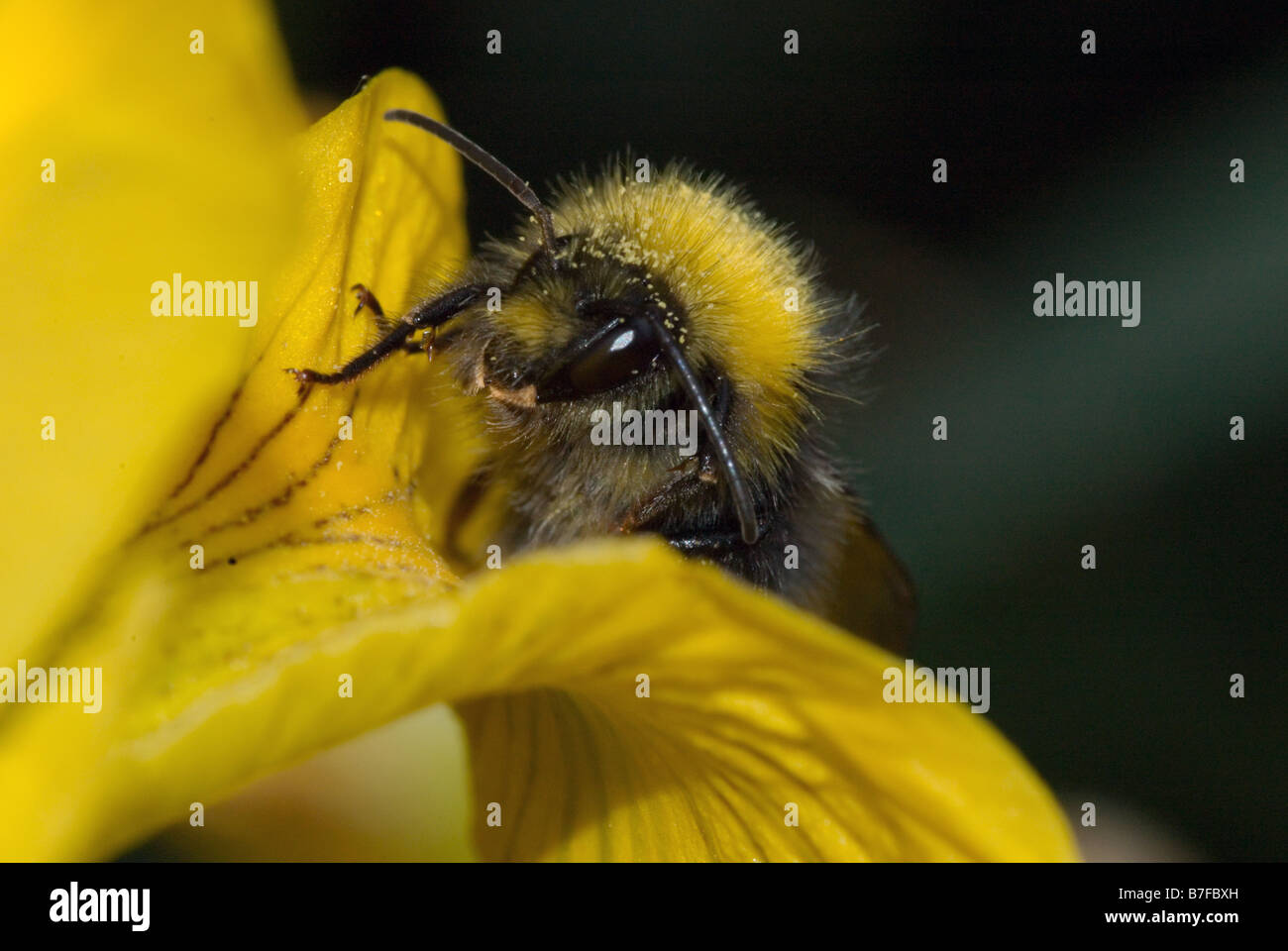 Bombus sp animalia arthropoda hi-res stock photography and images - Alamy