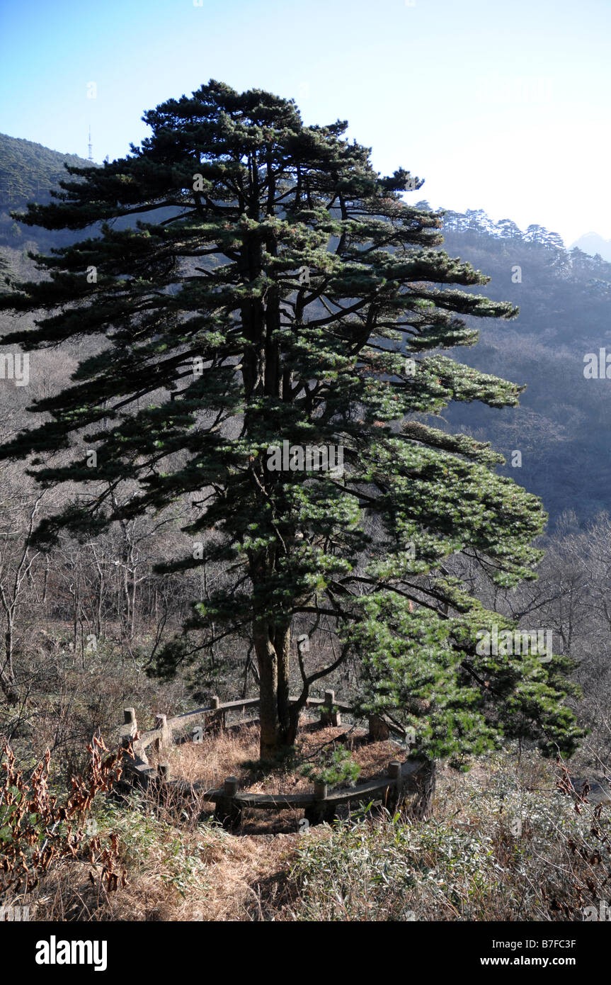 Huangshan pine tree yellow mountain hi-res stock photography and images ...