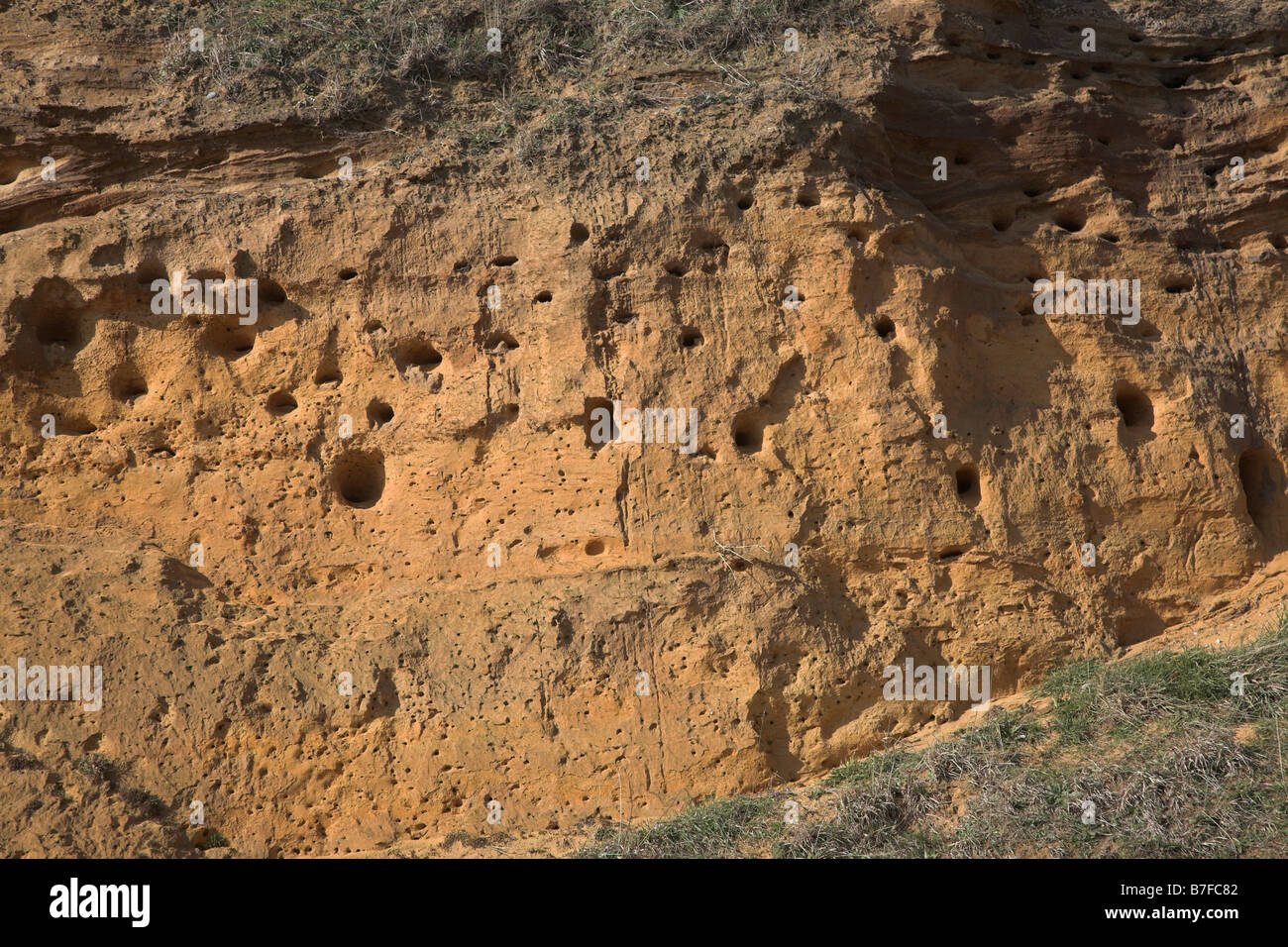 Biotic weathing from sand martins Dunwich cliffs North Sea coast ...
