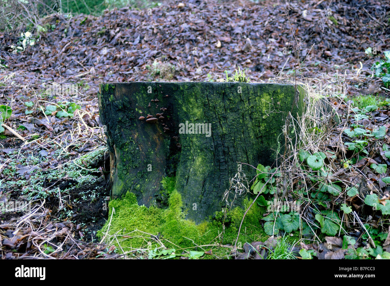 Old tree stump with moss growing on it Stock Photo - Alamy