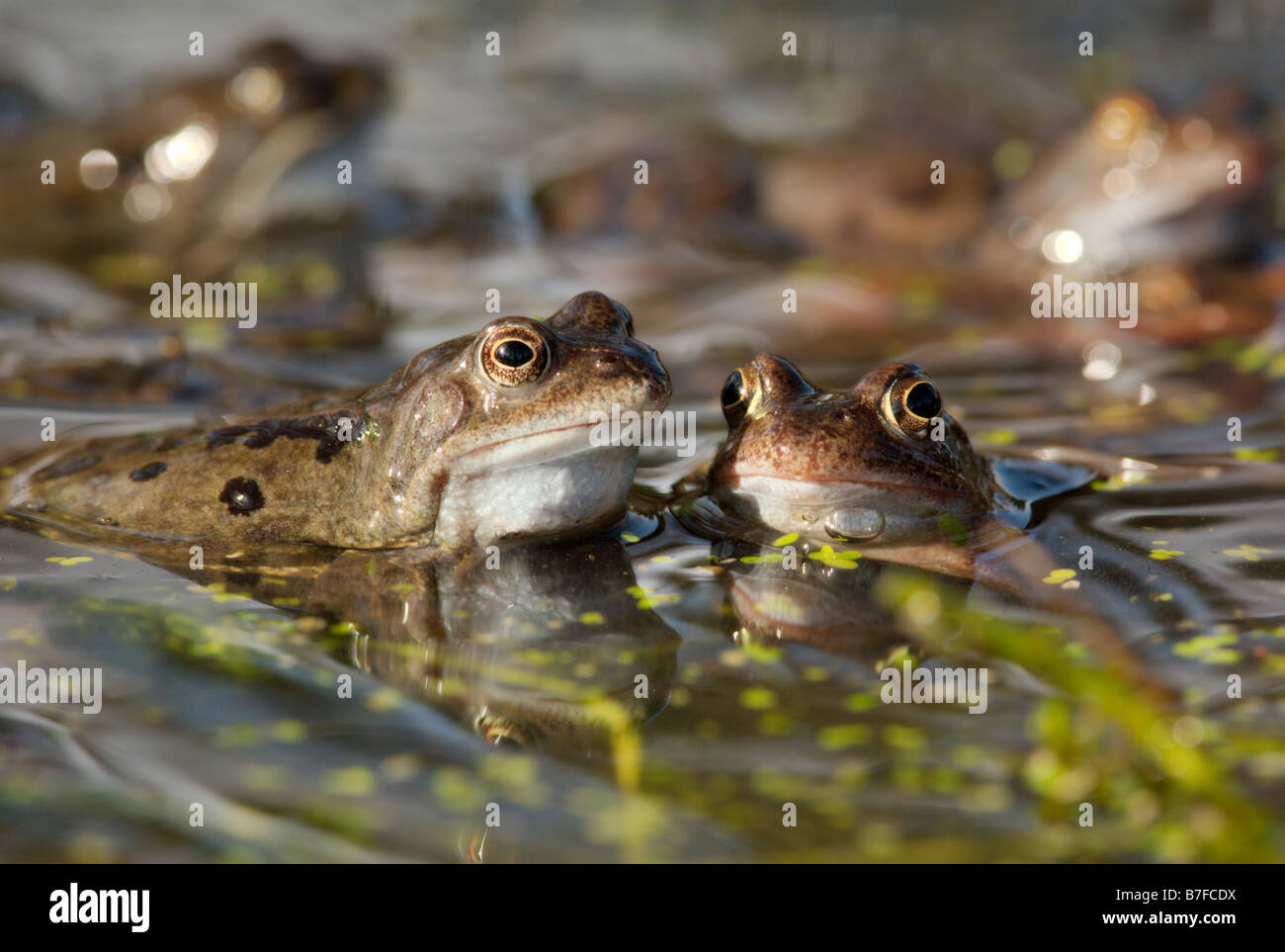 Rana temporia hi-res stock photography and images - Alamy