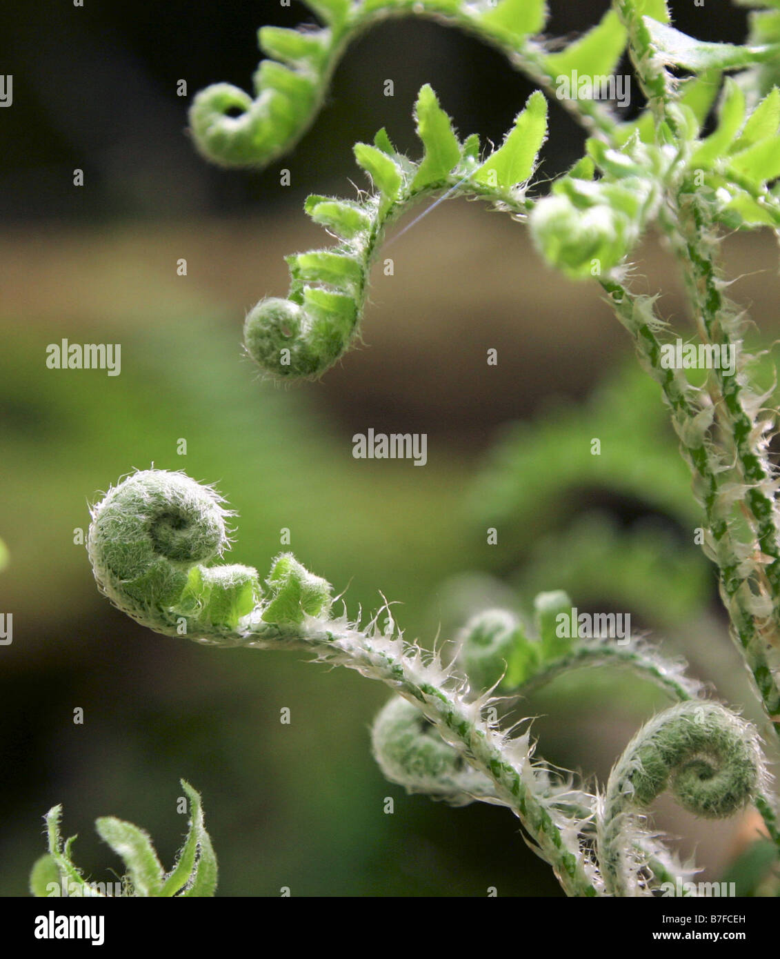 Vertical ferns plant green grow growing growth hi-res stock photography ...