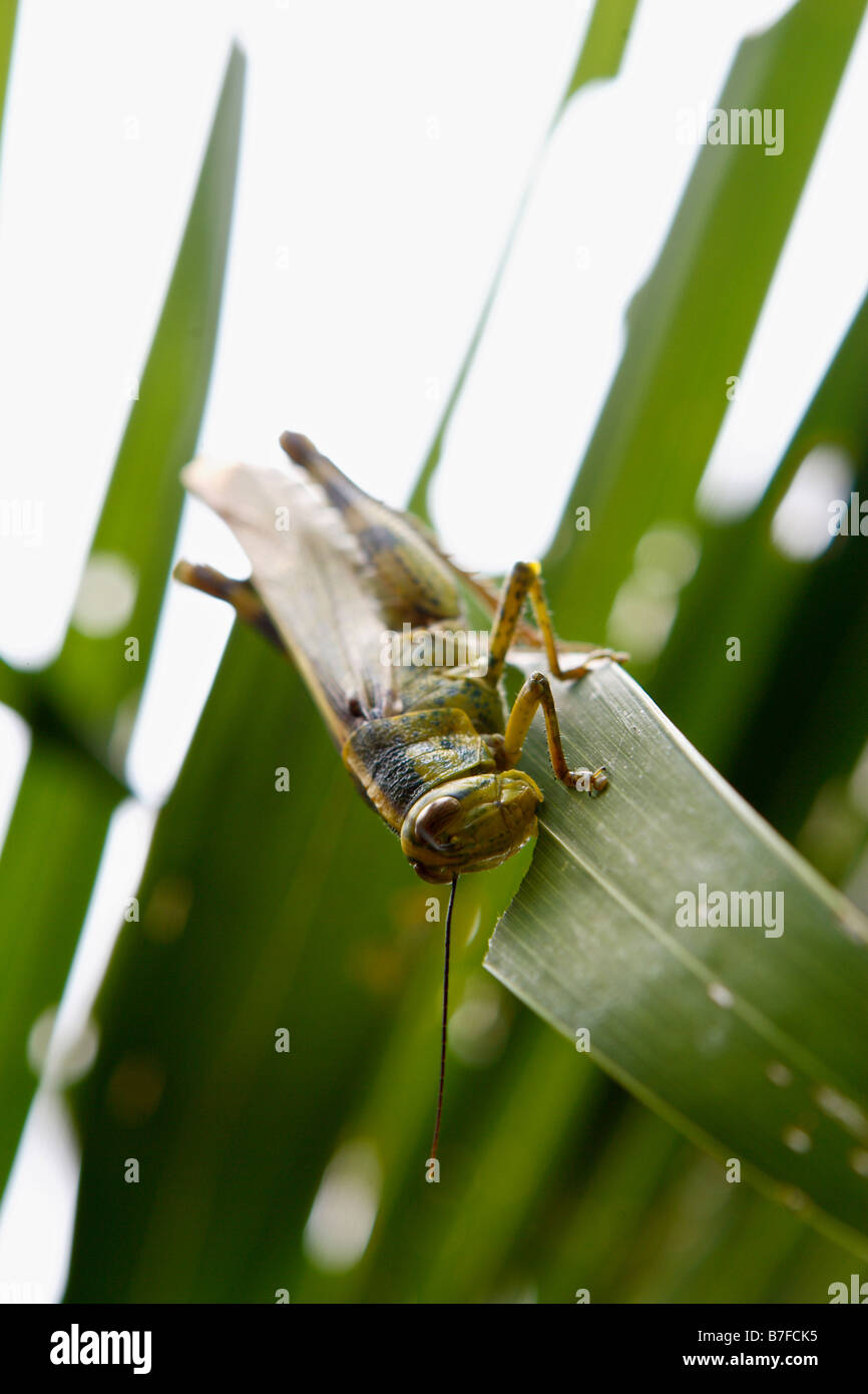 Grasshopper eating leaf Stock Photo - Alamy