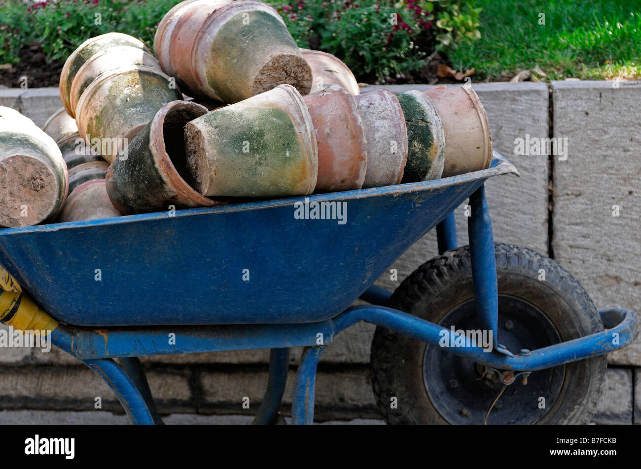 blue wheel barrow filled with empty old terracotta pot orange colour ...