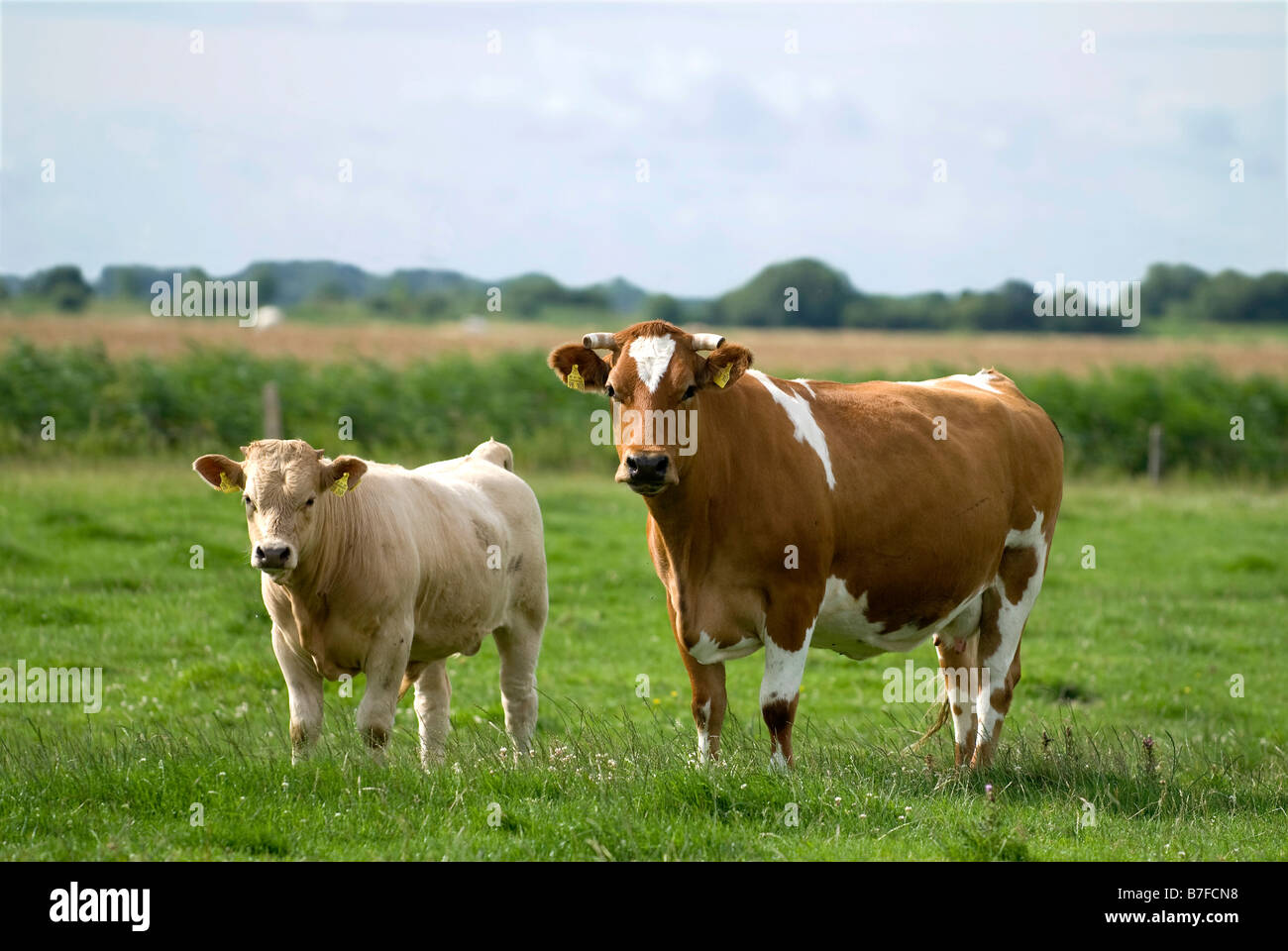 two cows on a meadow Stock Photo - Alamy