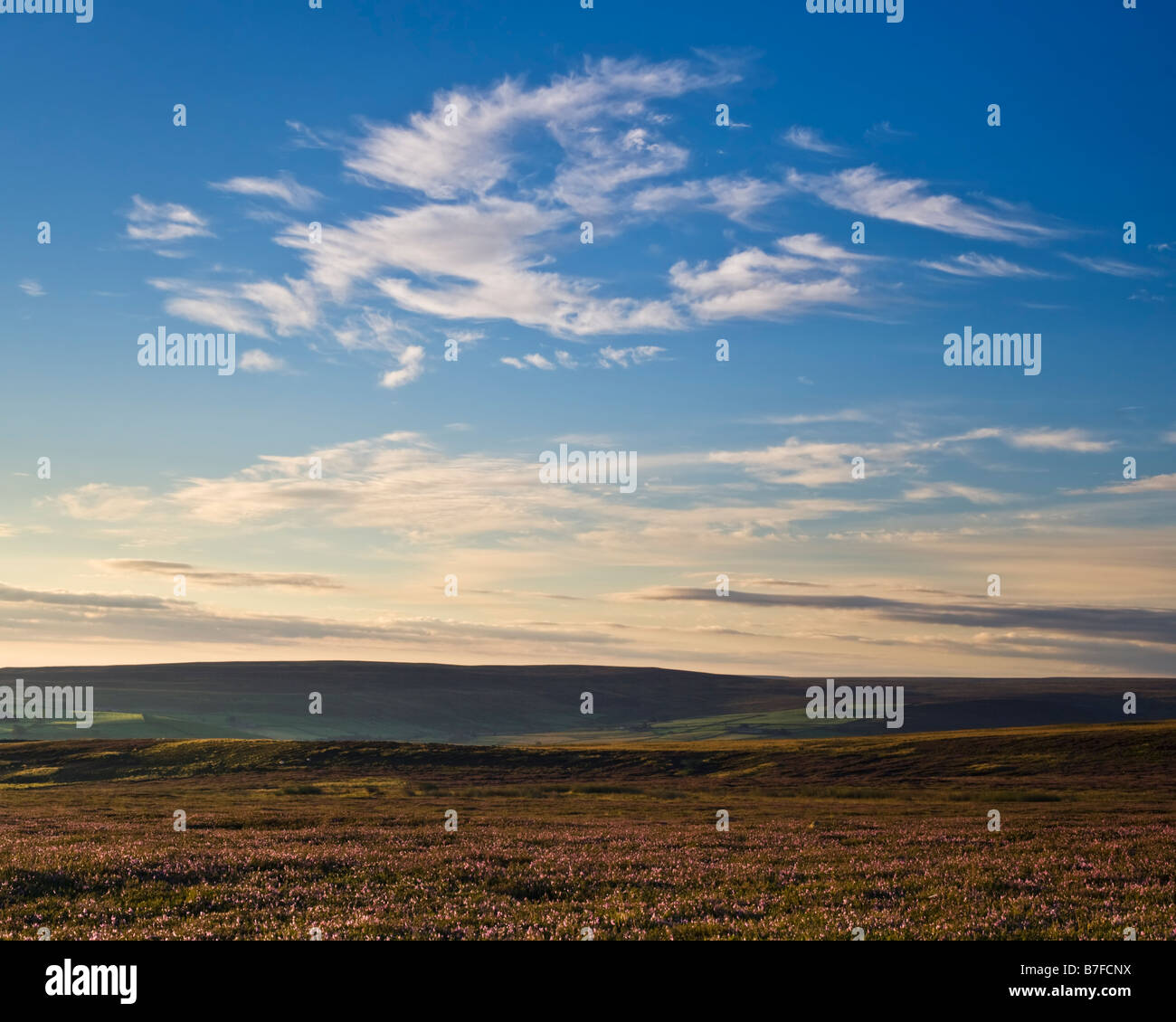 Heather moorland above the Allendale and the Allen Valley ...