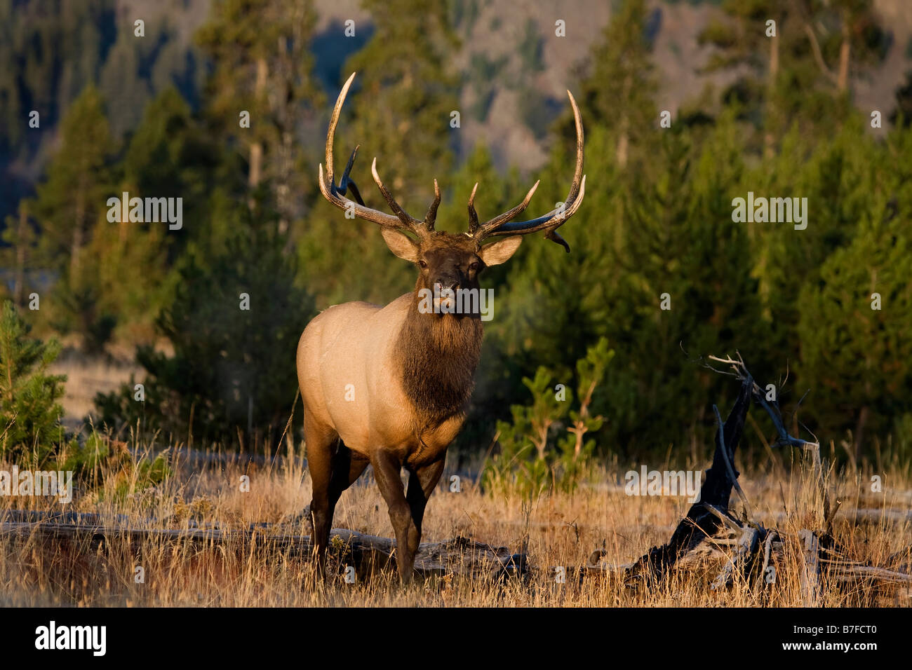 Bull elk looking straight at camera Stock Photo - Alamy