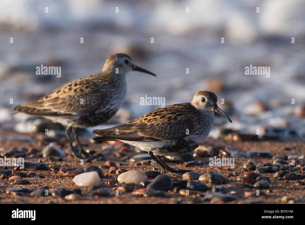 Dunlin on black isle hi-res stock photography and images - Alamy