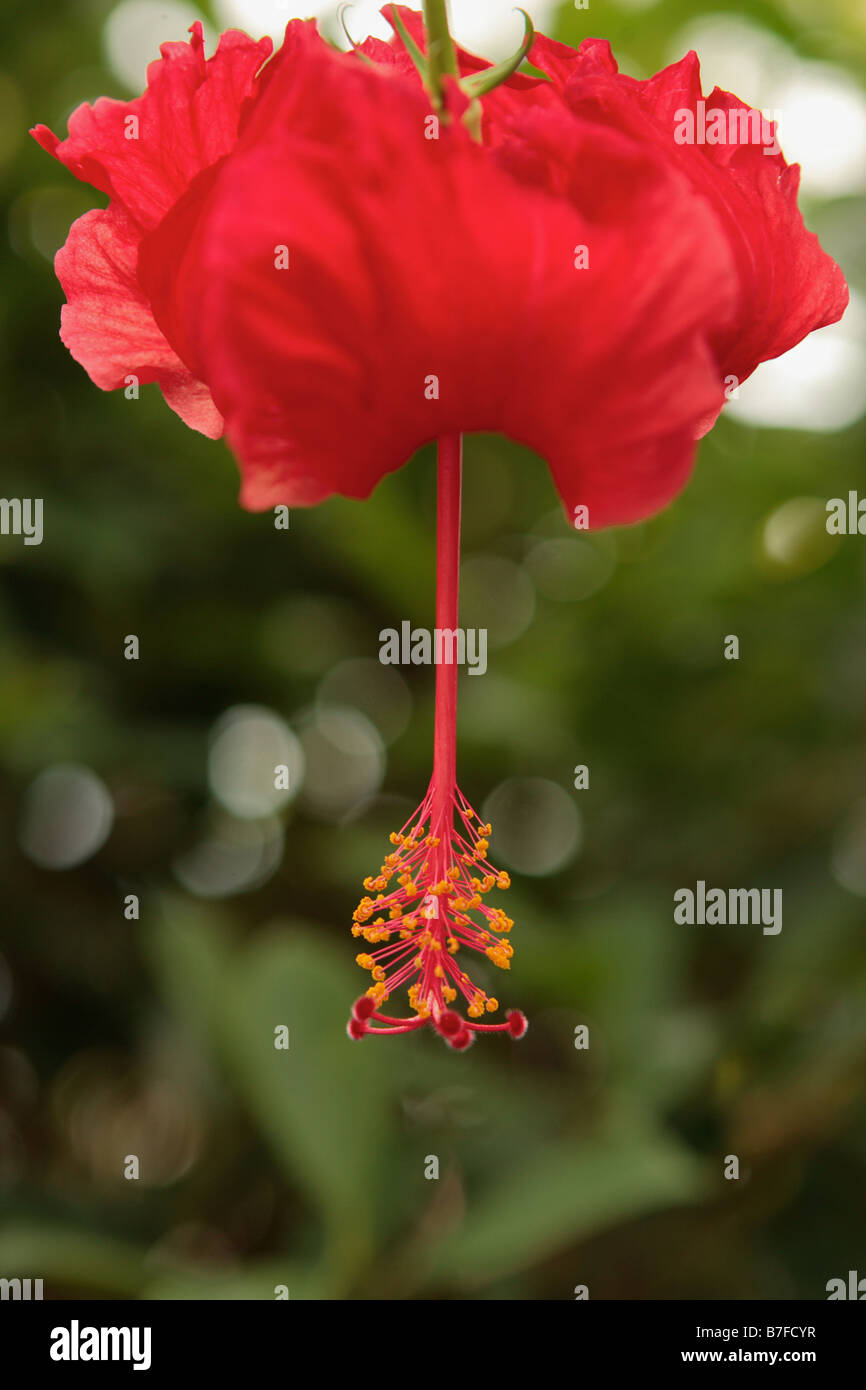 Red tropical flower Stock Photo - Alamy