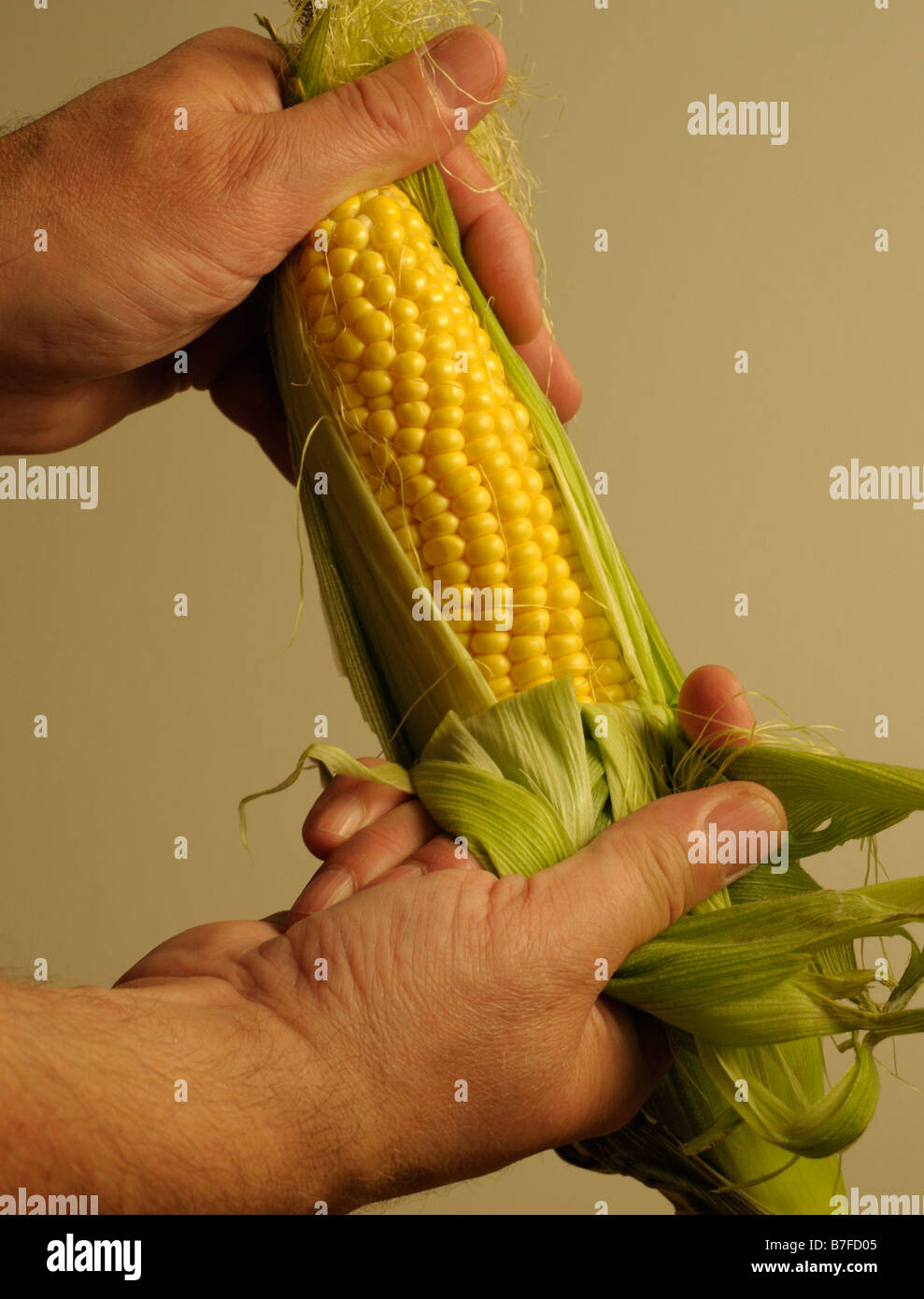 Stripping the outer leaves from a corn cob Stock Photo - Alamy