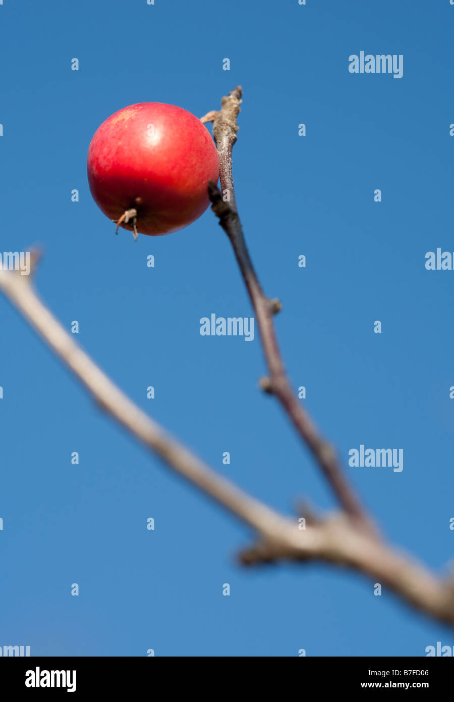 Lone apple hi-res stock photography and images - Alamy