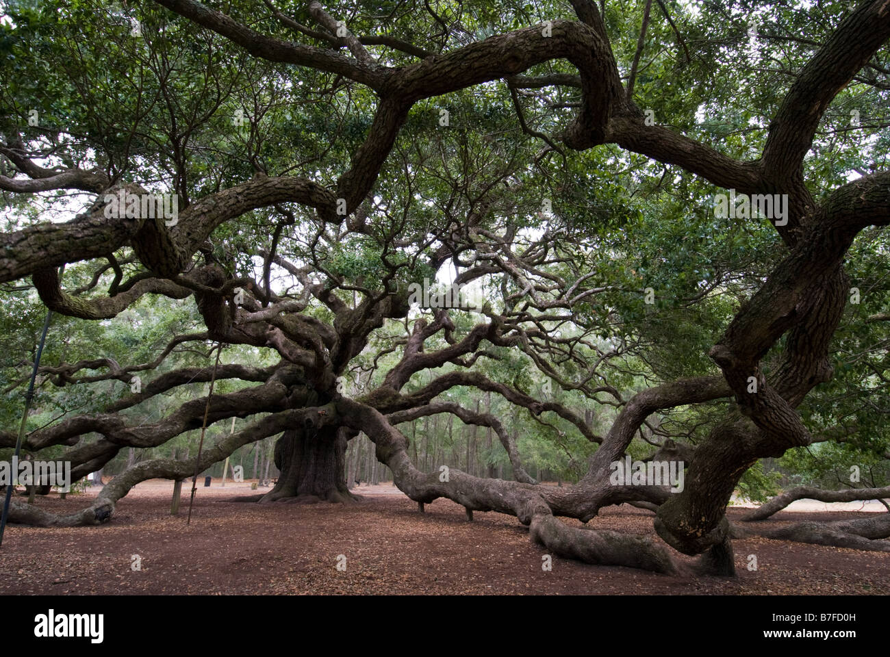 Angel oak tree hi-res stock photography and images - Alamy