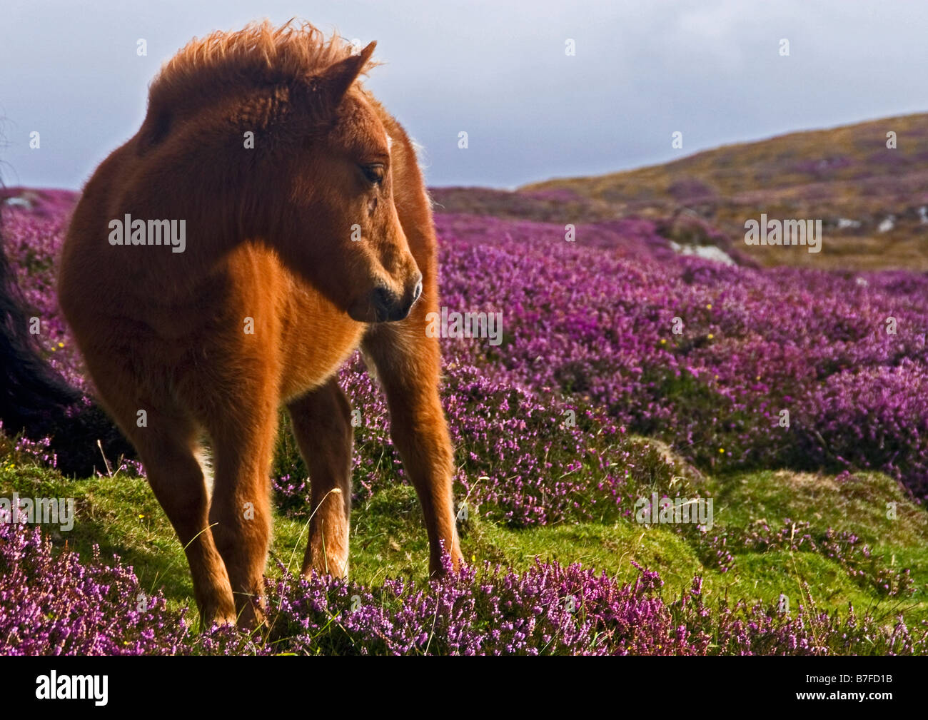Short Pony High Resolution Stock Photography and Images - Alamy