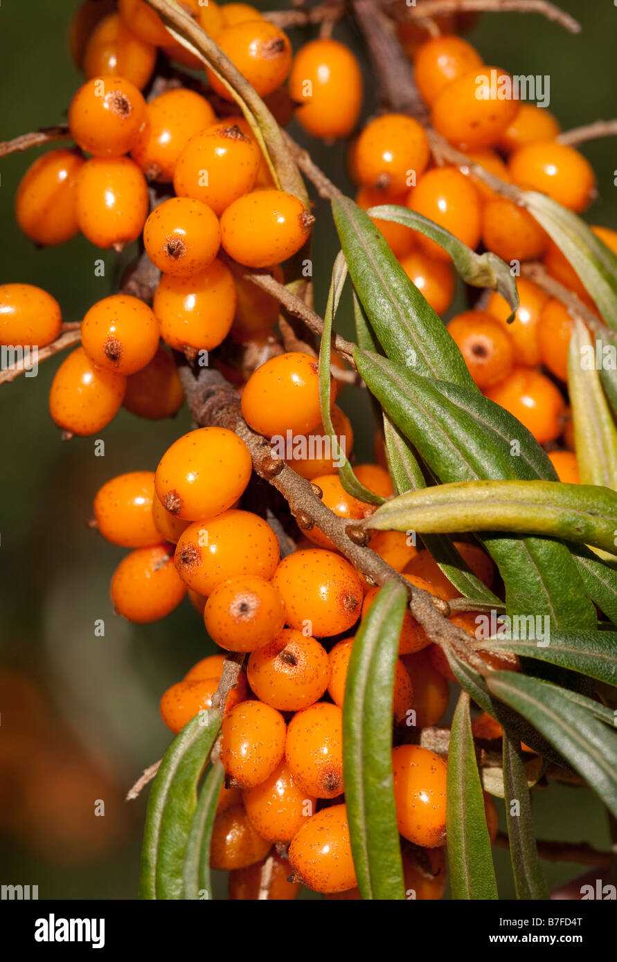 Closeup of ripe sea buckthorn berries ( Hippophaë rhamnoides ...
