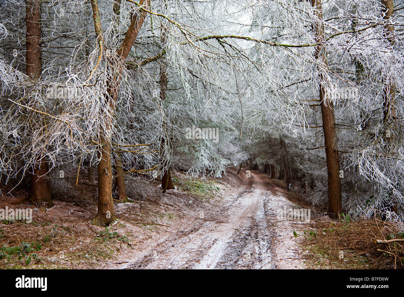 Woodland track through forest hi-res stock photography and images - Alamy