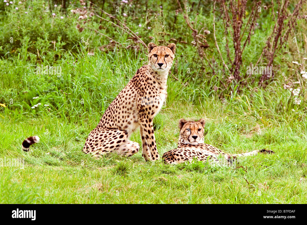 Two cheetahs resting hi-res stock photography and images - Alamy