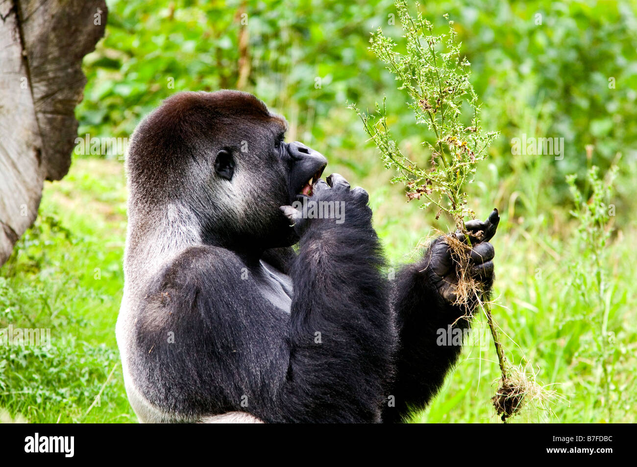 gorilla silverback male Stock Photo - Alamy