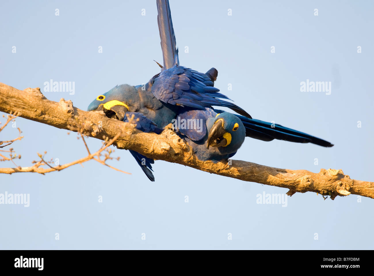 hyacinth macaw Anodorhynchus hyacinthinus mating pair Stock Photo - Alamy