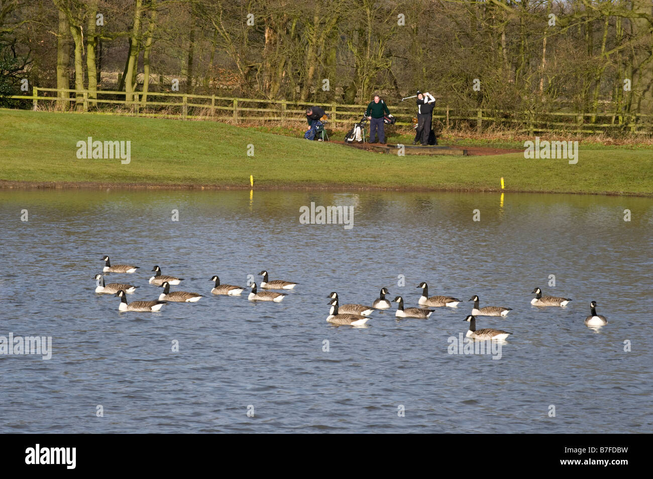 Pond on the golf course with Canada Goose (Branta canadensis) flock and ...
