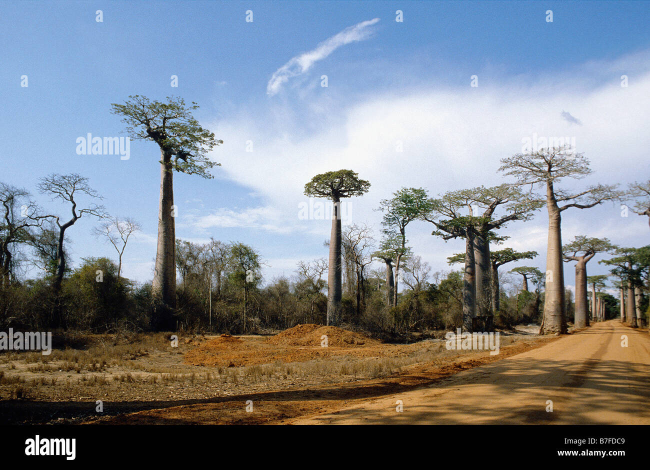 Baobab trees Morondava Madagascar Adansonia digitata Bombacaceae Africa ...