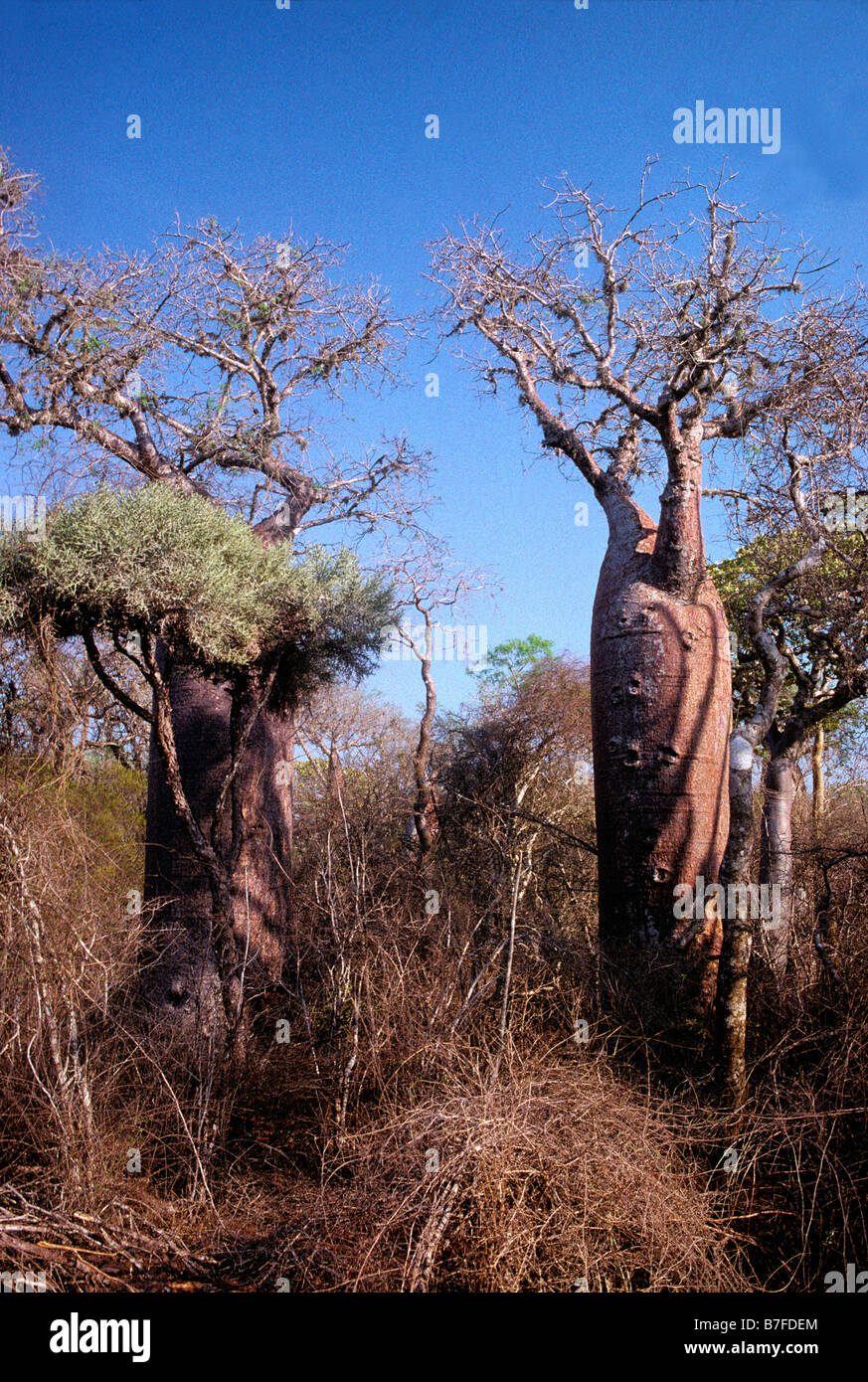 Baobab trees Morondava Madagascar Adansonia digitata Bombacaceae Africa ...