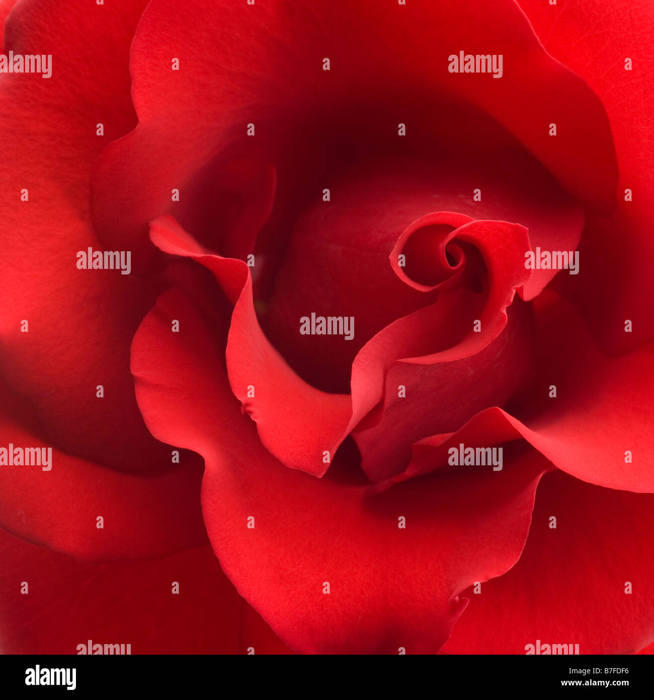 red rose background Stock Photo - Alamy