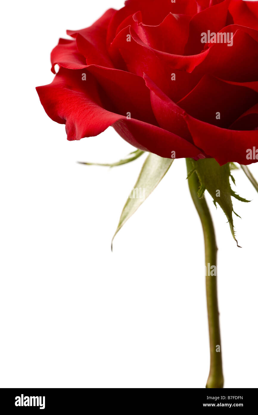 red rose closeup isolated on white background Stock Photo - Alamy