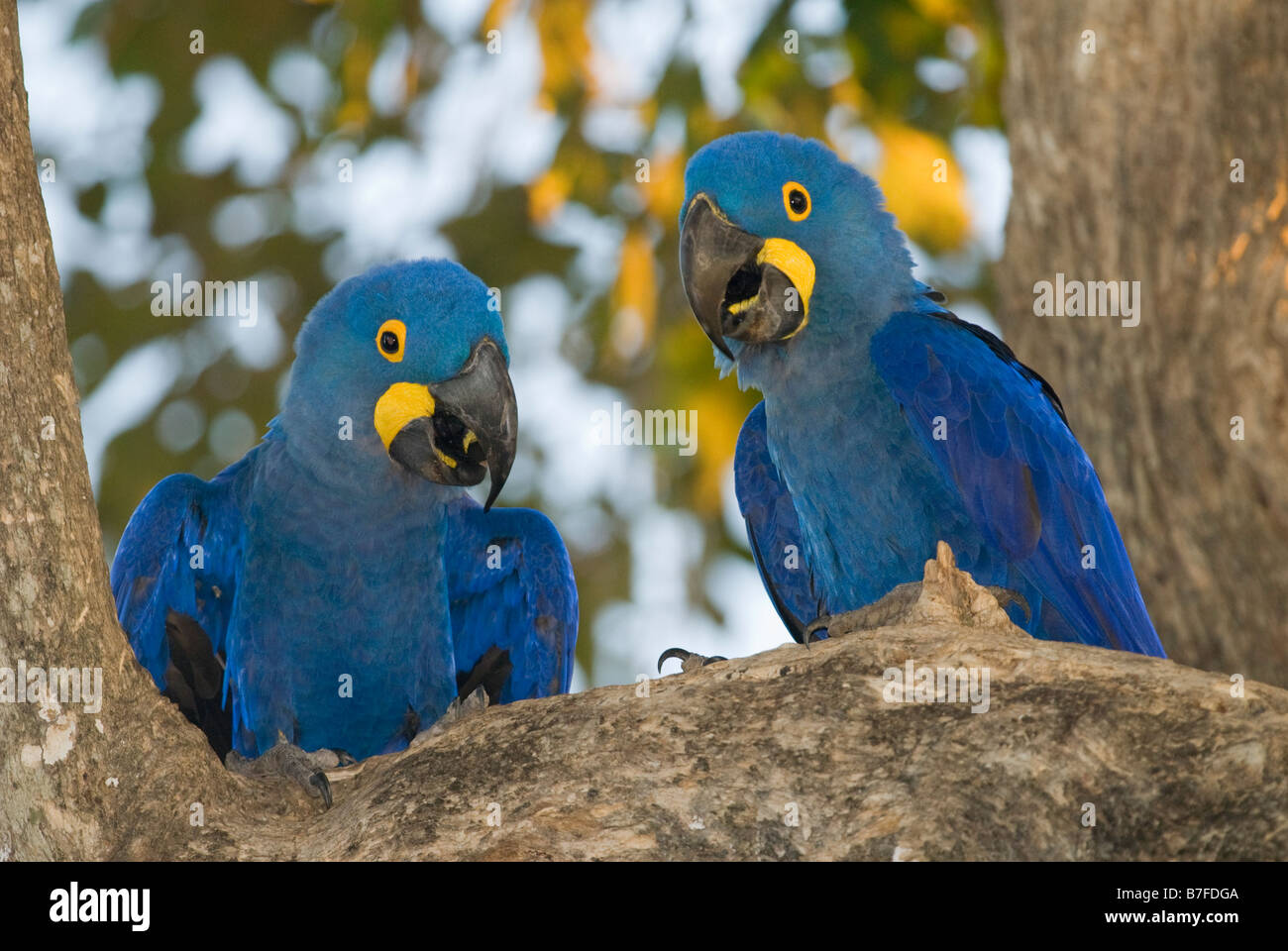 hyacinth macaw Anodorhynchus hyacinthinus pair Stock Photo - Alamy