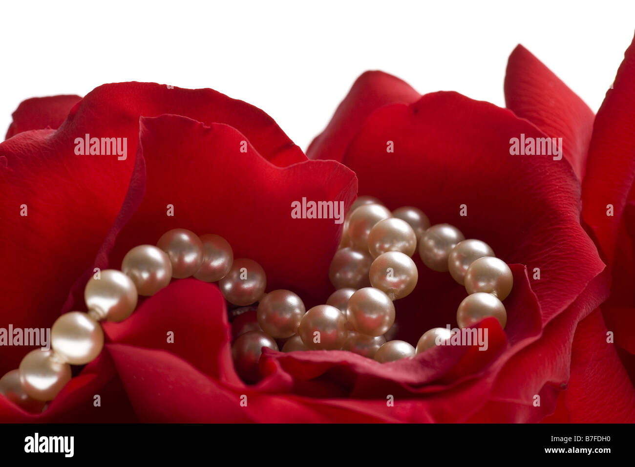 red rose with pearls isolated on white background Stock Photo - Alamy