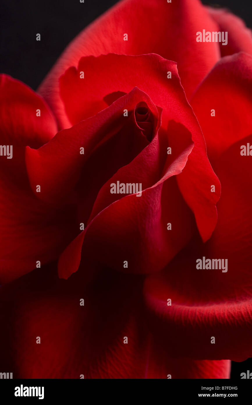 red rose closeup background with twirling petals Stock Photo - Alamy